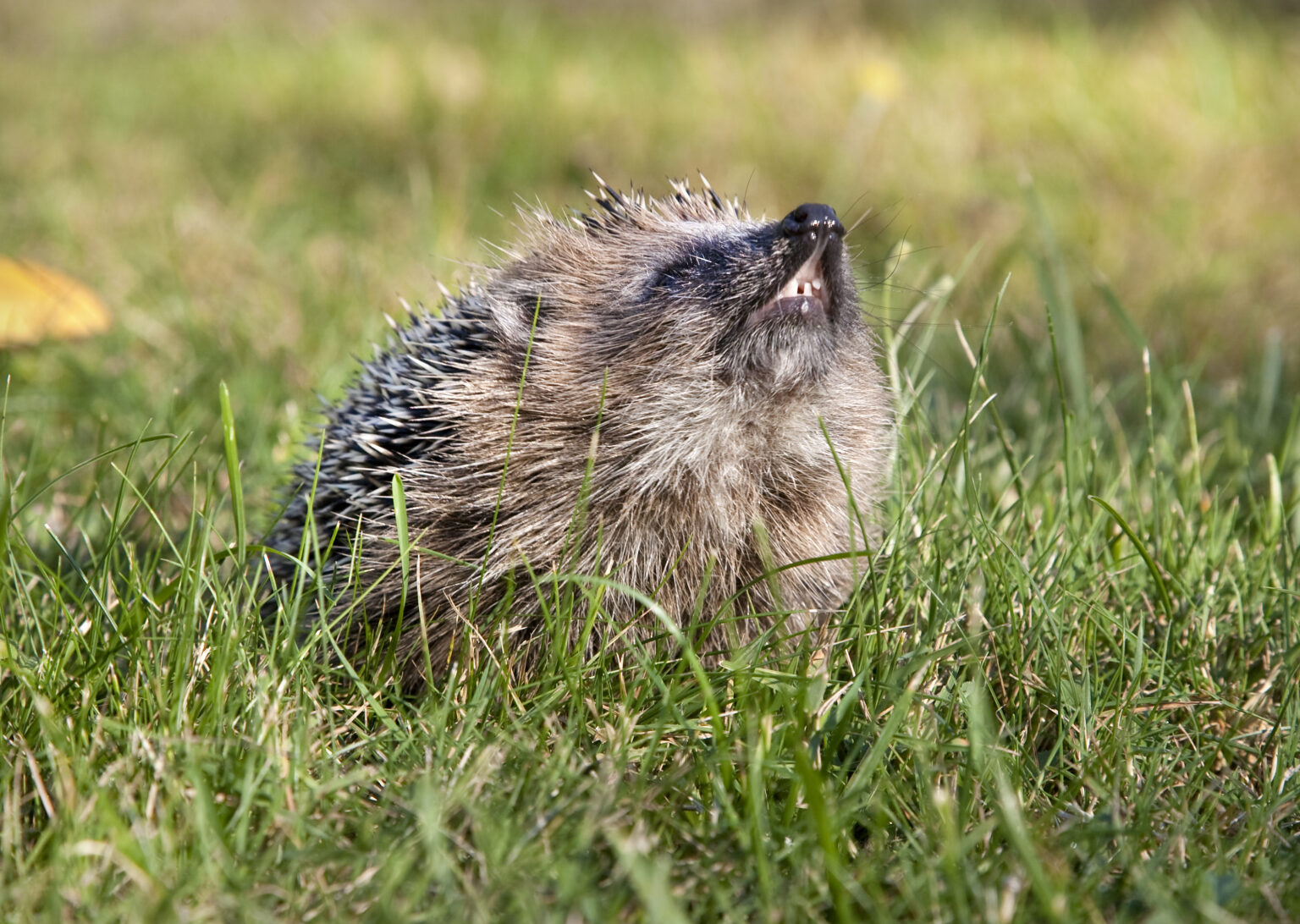 Pindsvin (Erinaceus europaeus) – Dansk pattedyrforening