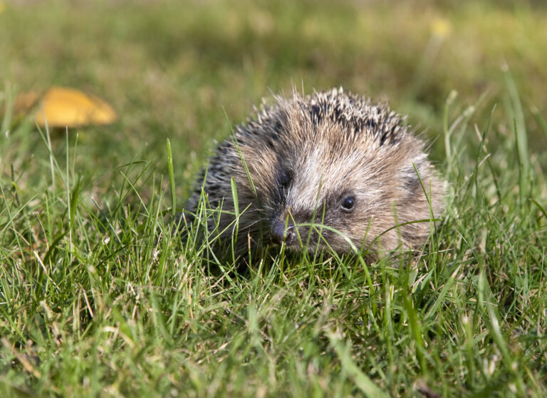 Pindsvin (Erinaceus europaeus) – Dansk pattedyrforening